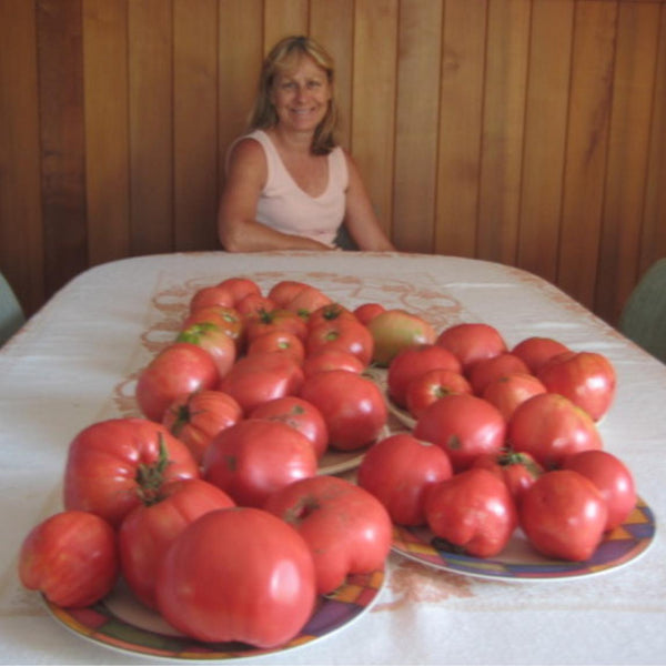 Tomato 'Aldo's Oxheart' (Organic) - The Diggers Club