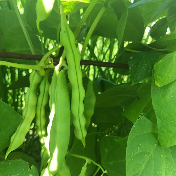 Bean 'Turkey Craw' (Organic) - The Diggers Club