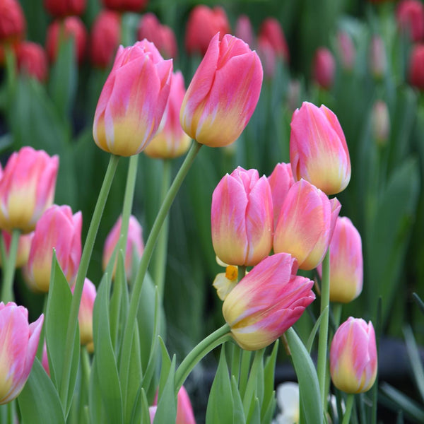 Tulip 'Tom Pouce' - The Diggers Club