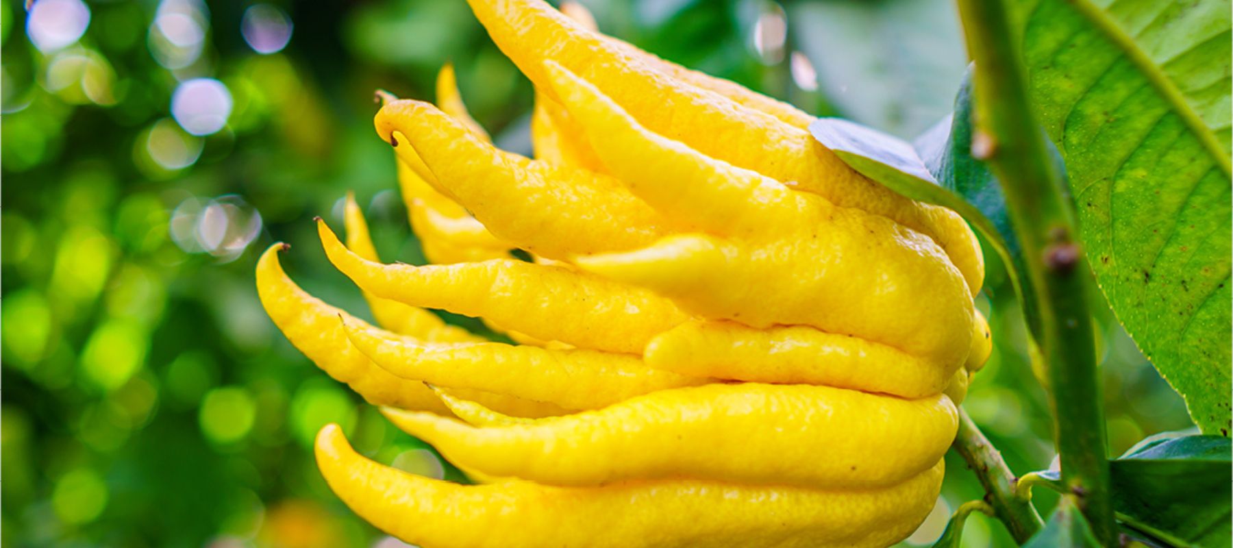 Rare fruits bring a community of gardeners together - The Diggers Club