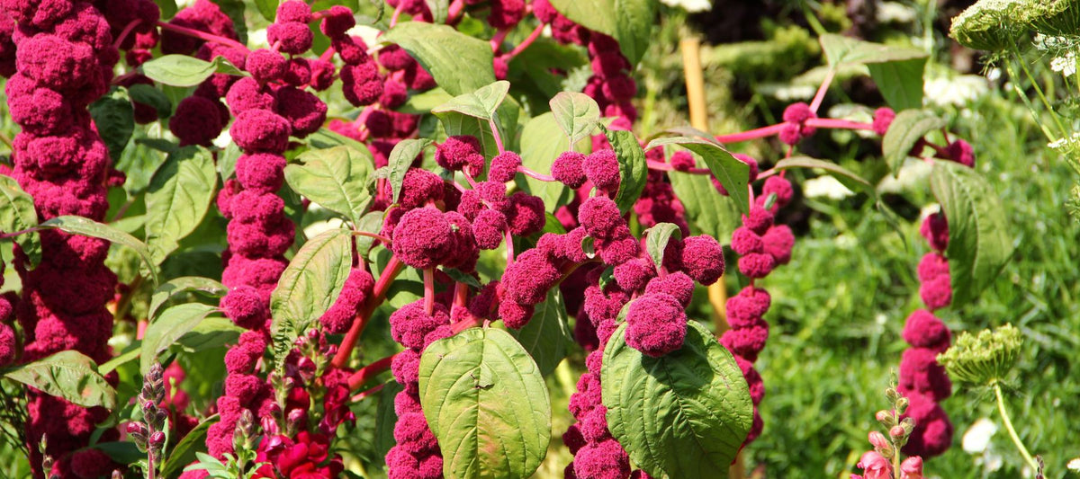 How to Grow Amaranth Seeds - The Diggers Club