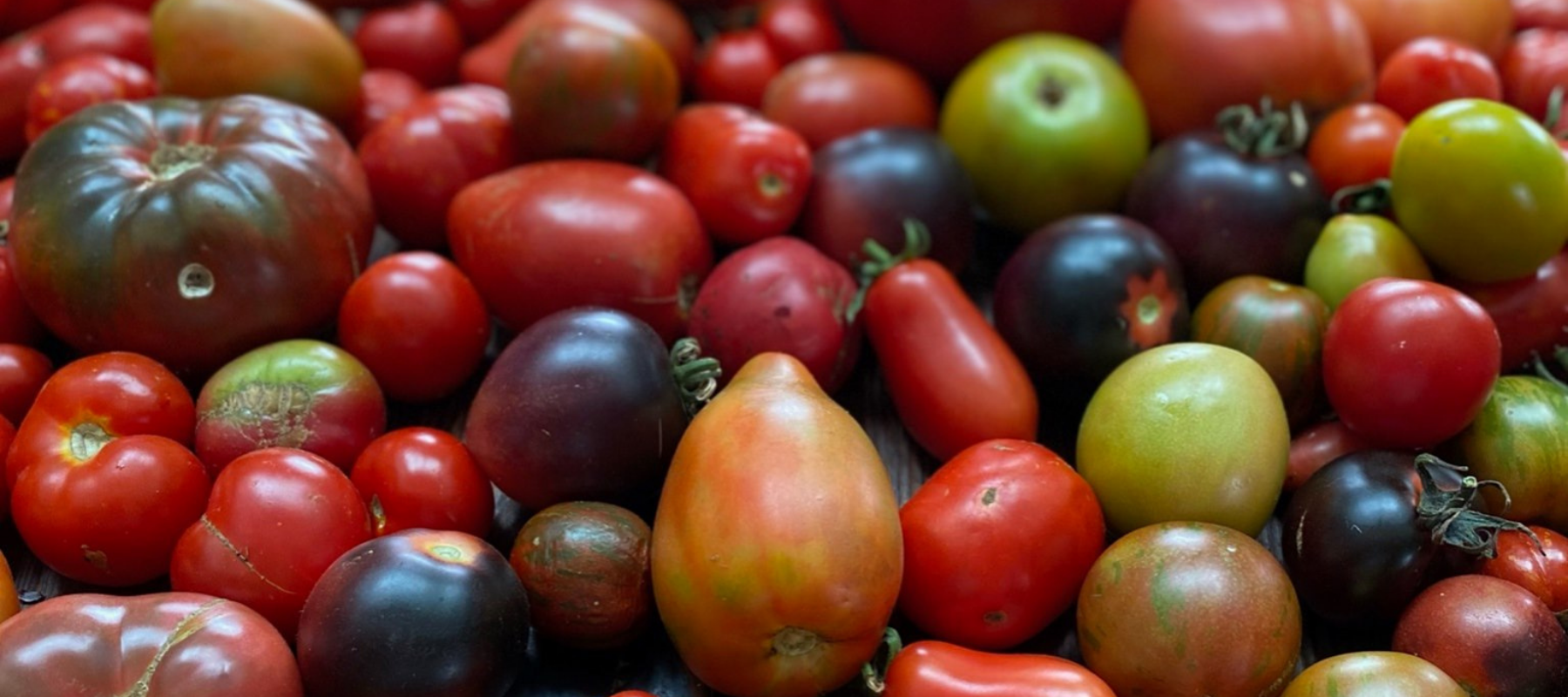 Diggers 2021 Heirloom trials update - The Diggers Club