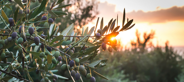 How to Grow Olives - The Diggers Club