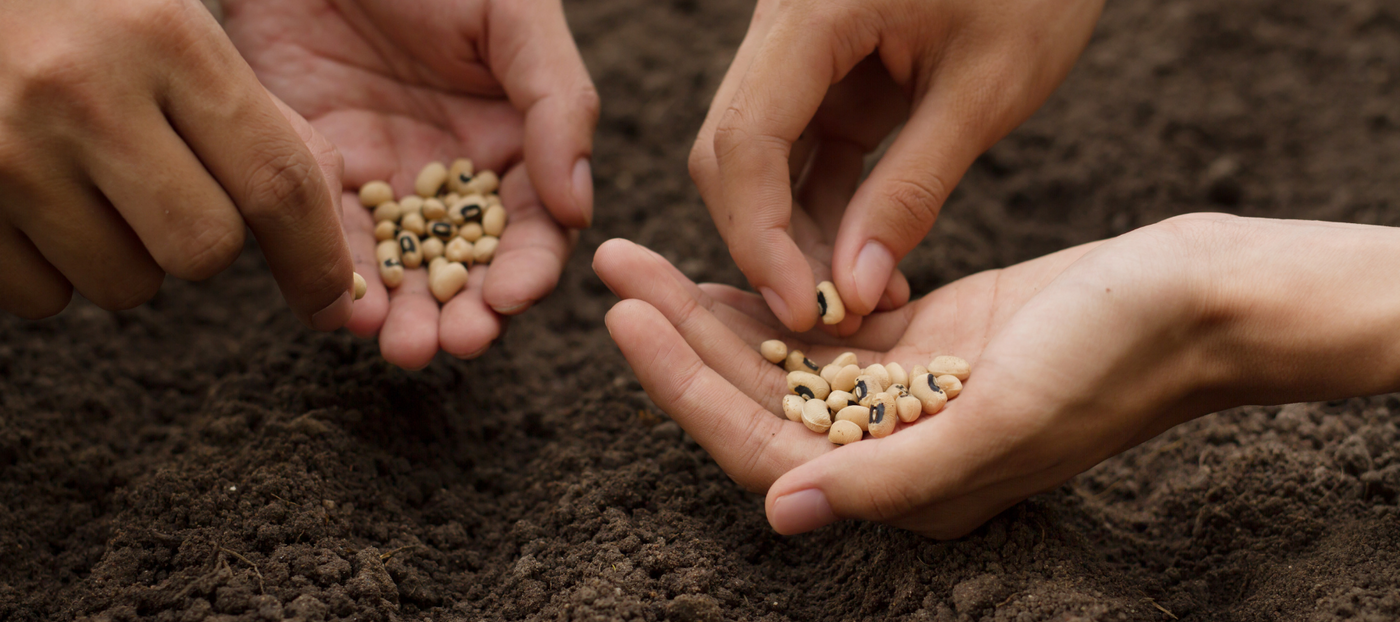 Q&A Seed sowing - The Diggers Club