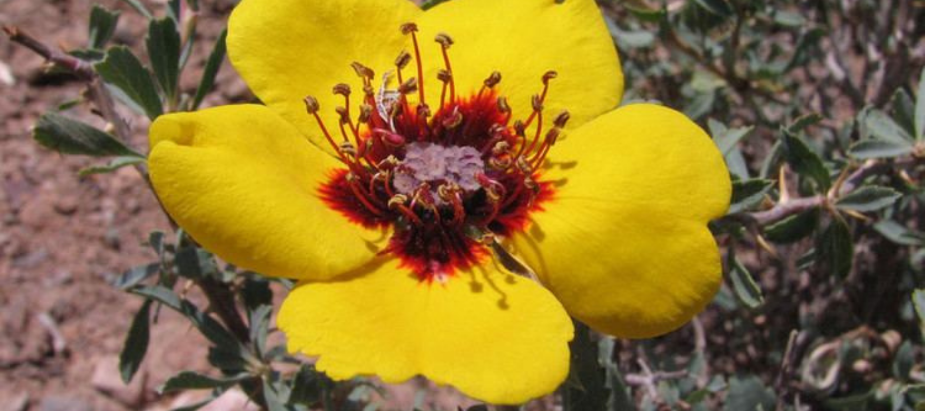 The Persian Rose - The Diggers Club