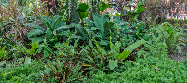 Subtropical Growing Zone - The Diggers Club