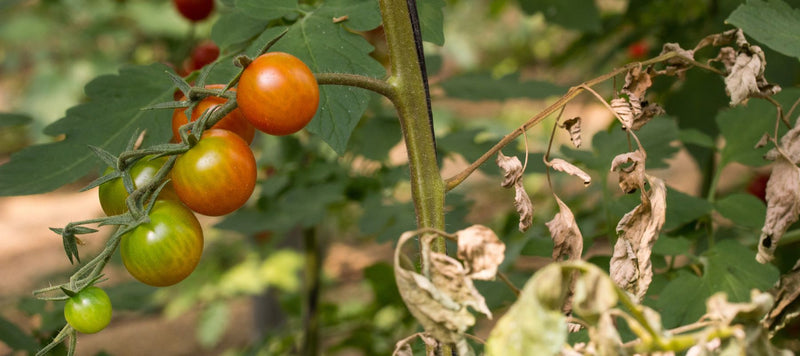 What are Russet Mites? - The Diggers Club