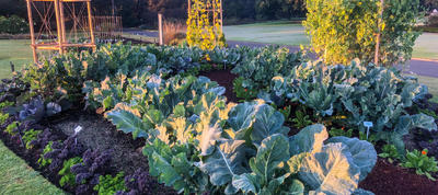 What to grow in the winter patch - The Diggers Club