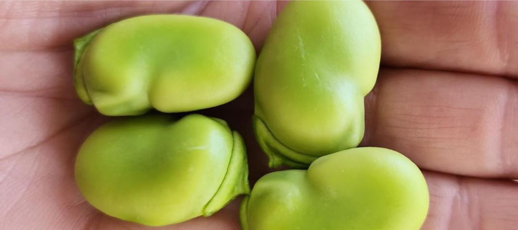 Broad Bean Trial - The Diggers Club