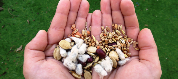 Understanding Seed Types - The Diggers Club