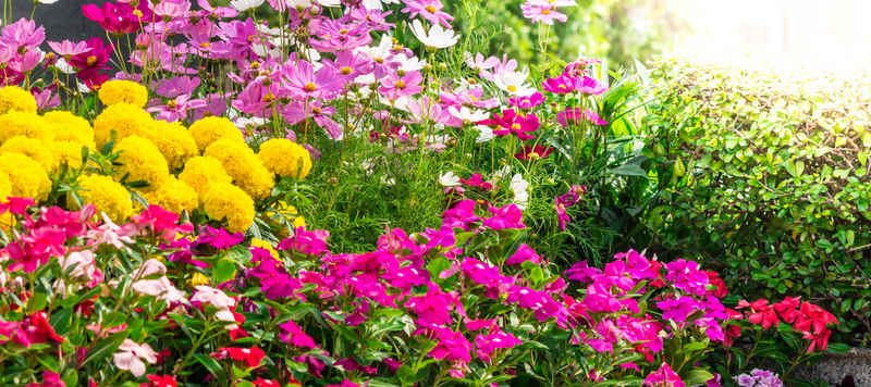 Understanding Plant Forms - The Diggers Club