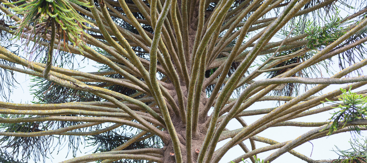 The Bunya Pine: A tale as old as time - The Diggers Club