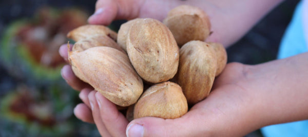 Grow a bush food garden - The Diggers Club