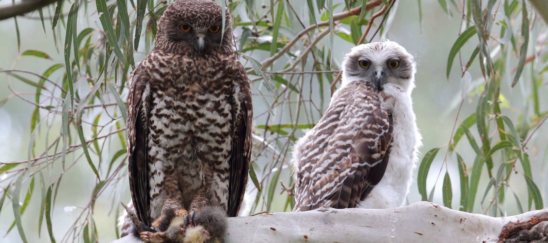 Controlling rodents and helping wildlife - The Diggers Club