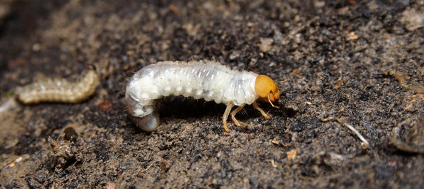 Curl Grubs - The Diggers Club