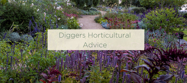 My first garden - The Diggers Club