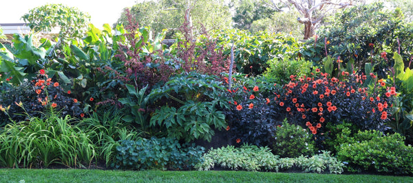 How to create your own food forest - The Diggers Club