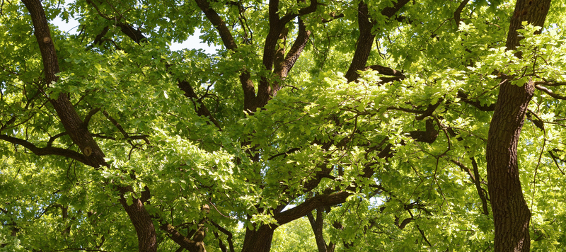 Planting just 160 trees per person can transform climate change - The ...