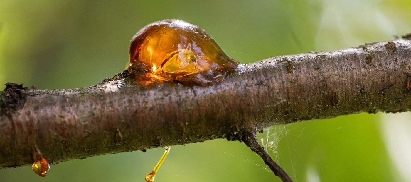 What is Gummosis? - The Diggers Club