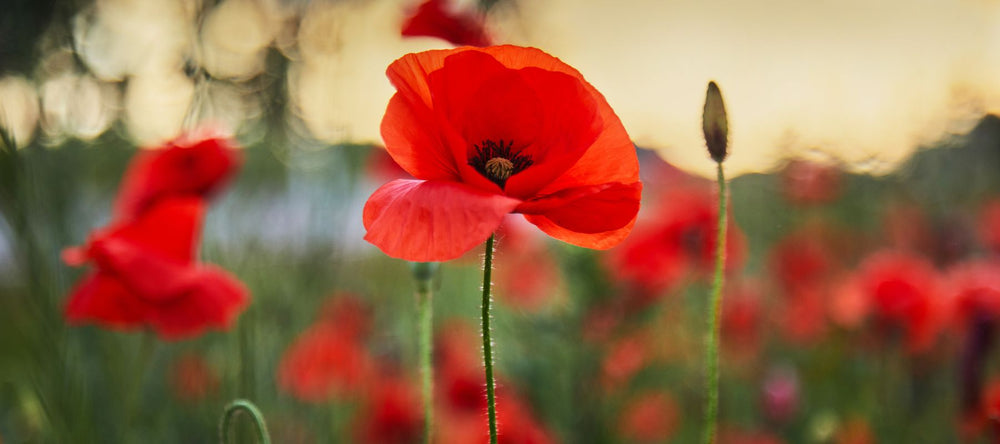 Easy Tips on How to Grow Poppy Plants from Seed - The Diggers Club
