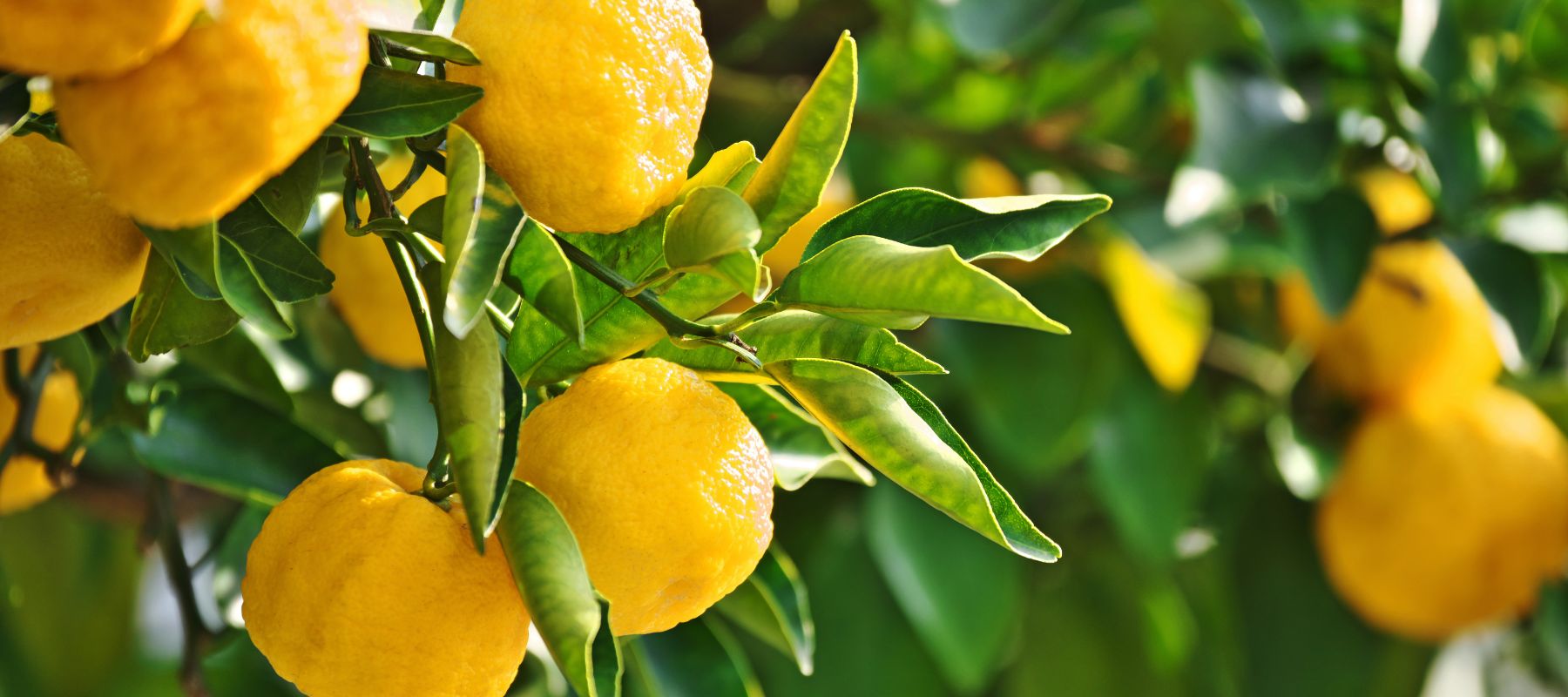 How to Grow Citrus - The Diggers Club