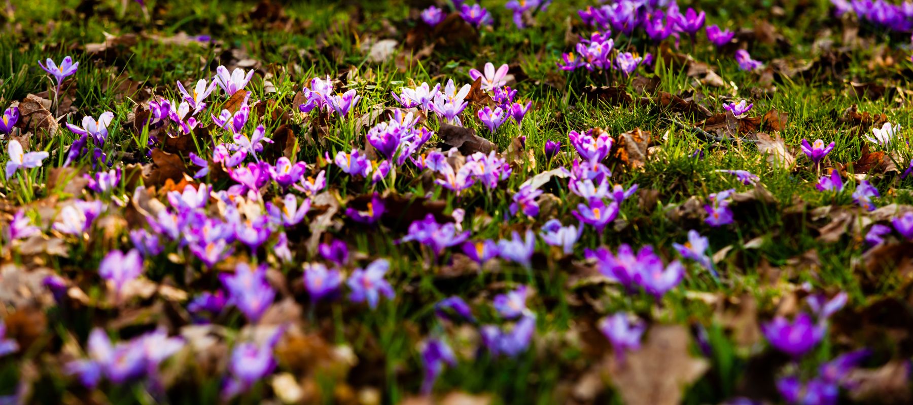 How to Grow and Harvest Saffron Crocus at Home - The Diggers Club