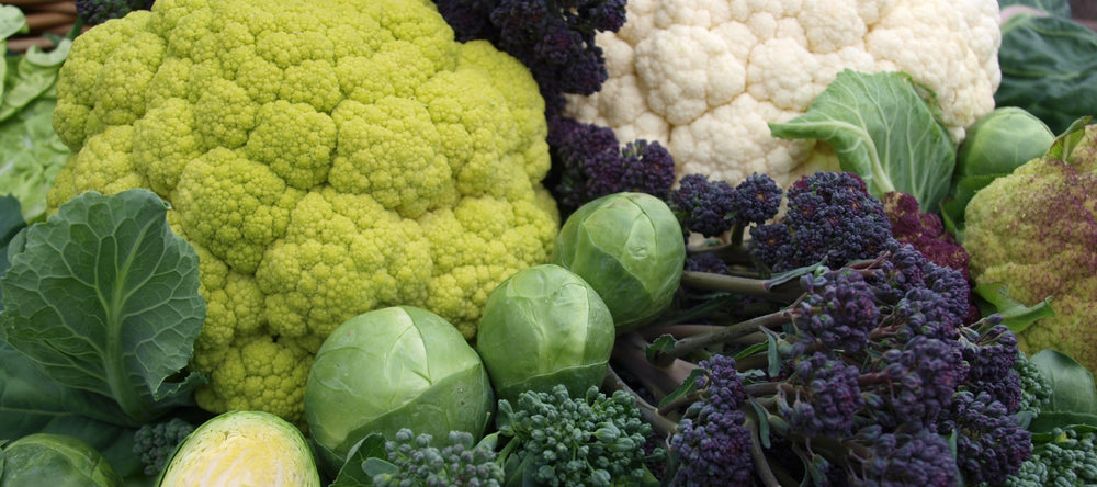 How to sow and grow brassicas - The Diggers Club