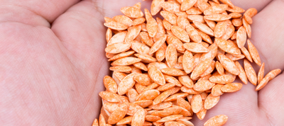 What are Hybrid seeds? - The Diggers Club