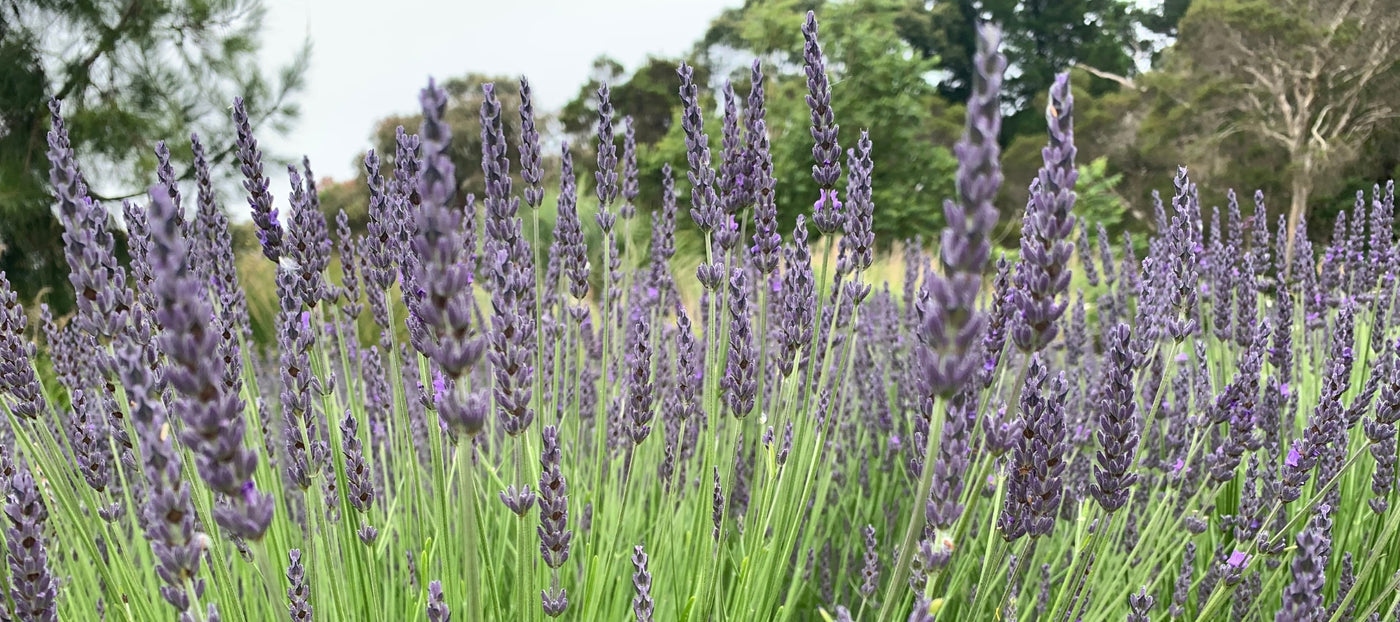 All about lavender - The Diggers Club