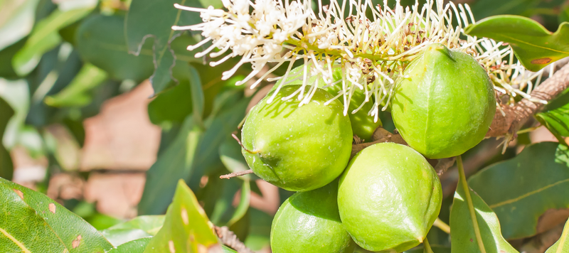 How to Grow Macadamias - The Diggers Club