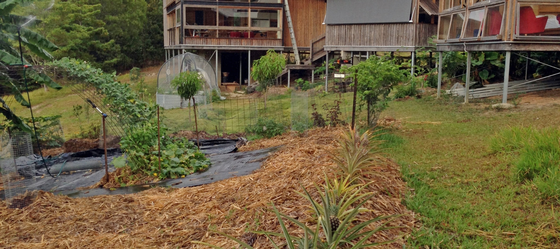 Making a home in the rainforest - The Diggers Club