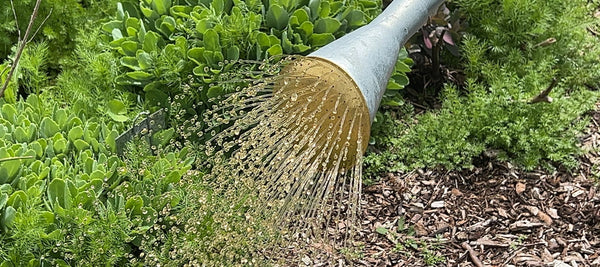 How to make manure tea - The Diggers Club