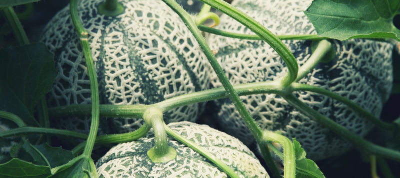 Discover the beauty and flavour of heirloom melons - The Diggers Club