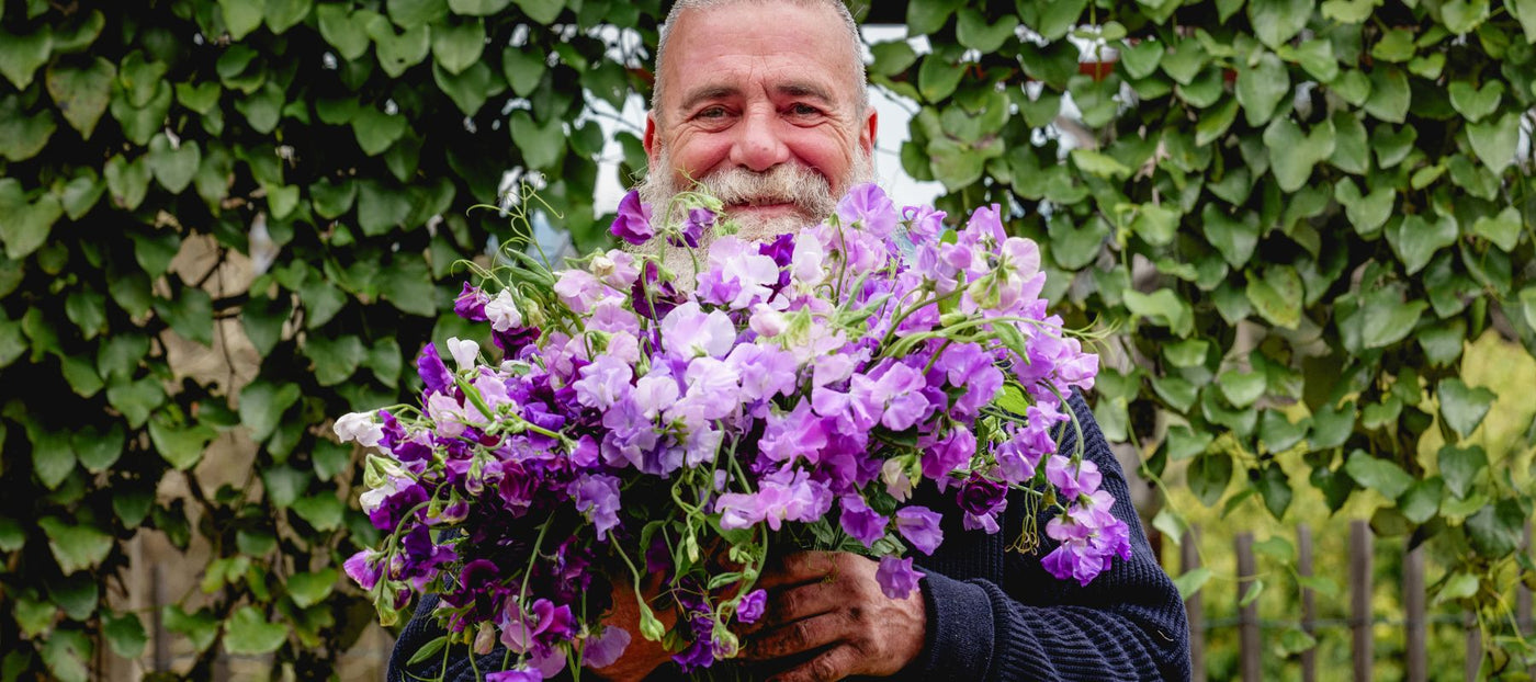 Mick's tips: How to grow beautifully perfumed sweet peas - The Diggers Club