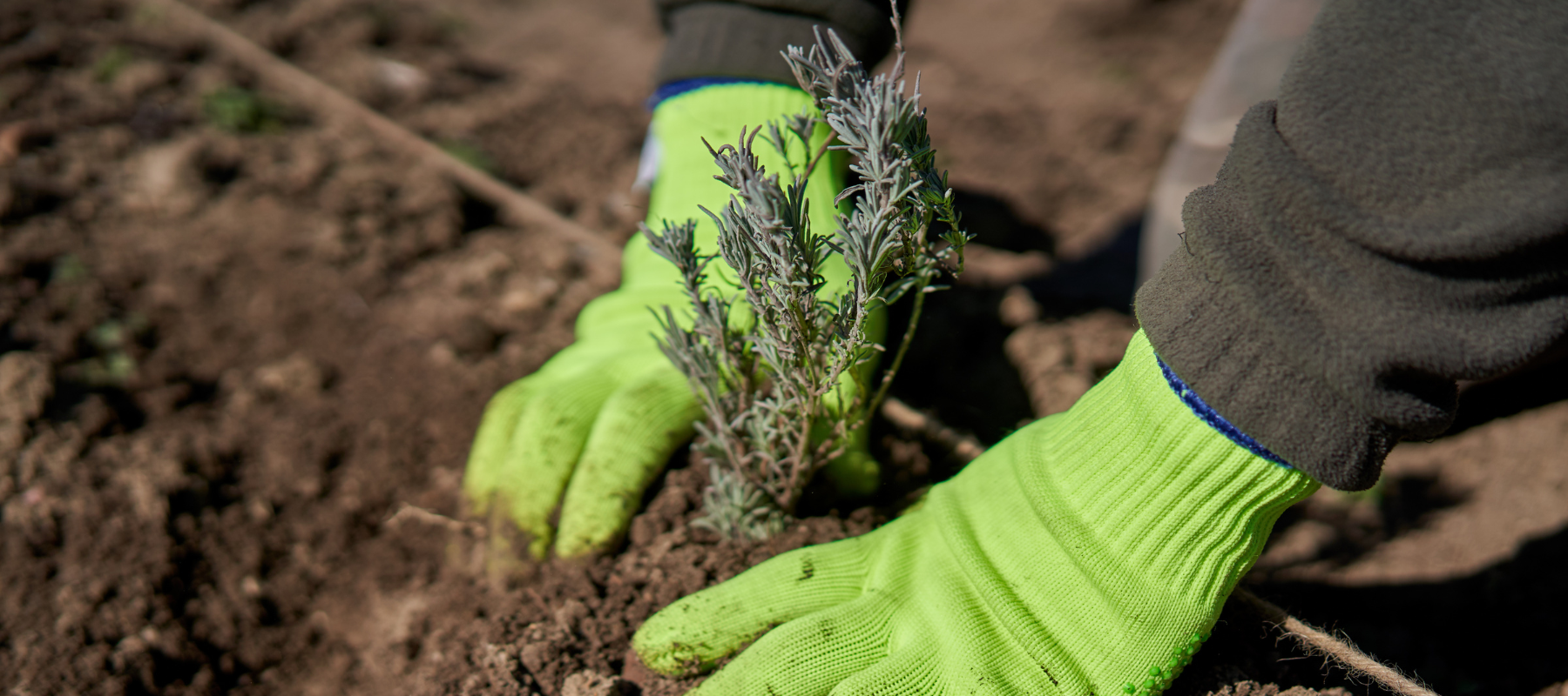 How to plant, transplant and divide plants during autumn - The Diggers Club