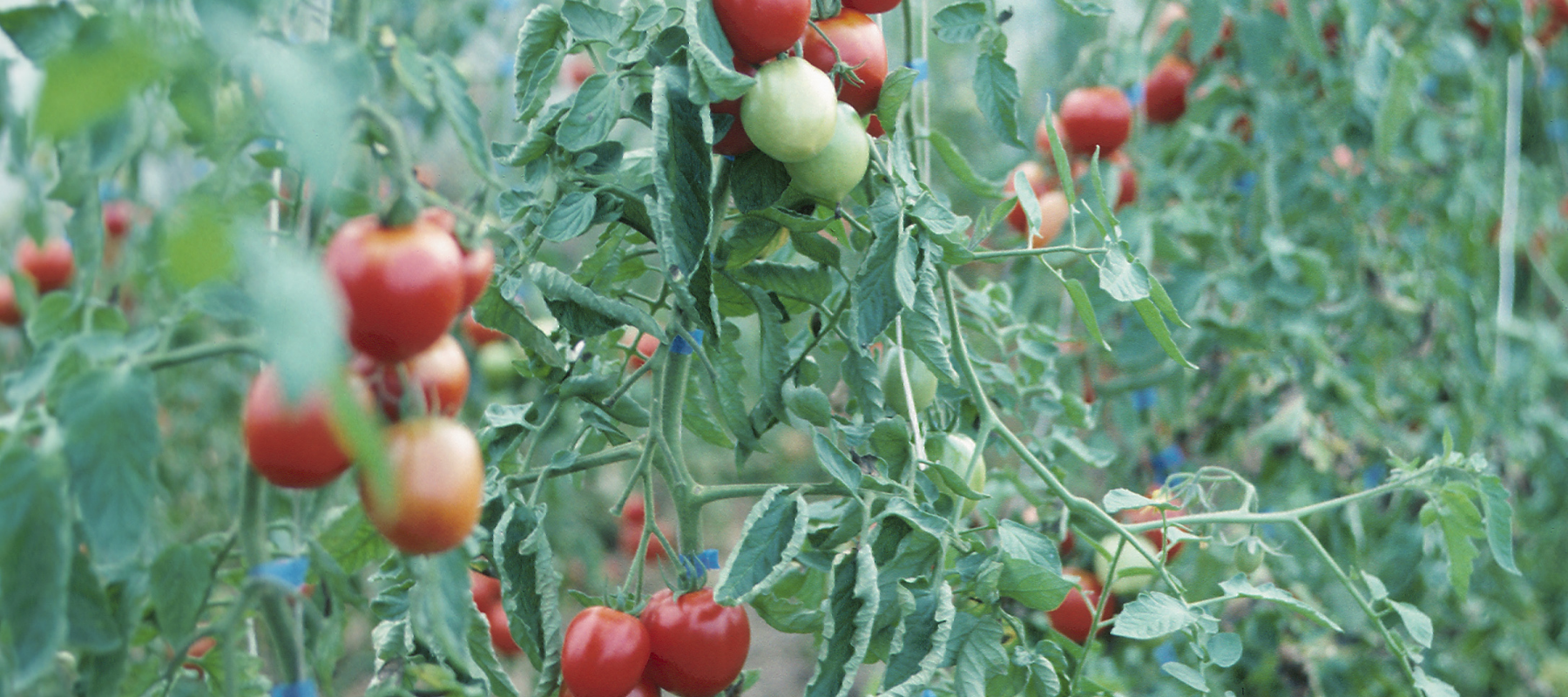 Why Diggers annual trials are so important - The Diggers Club