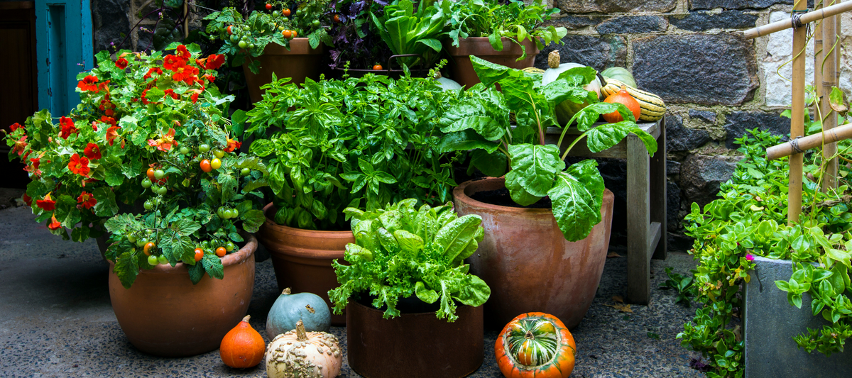 Space-saving productive pots - The Diggers Club