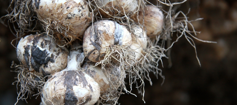 Garlic Groups - The Diggers Club