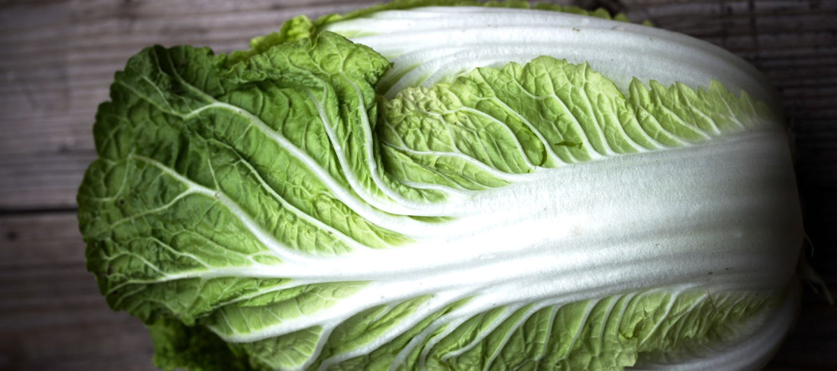 Growing tips for success with Wombok - The Diggers Club