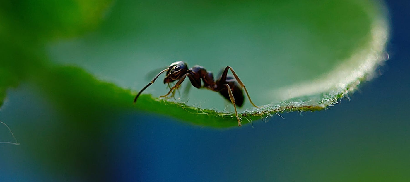 Got ants in your plants? - The Diggers Club