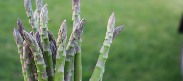 How to plant asparagus crowns - The Diggers Club