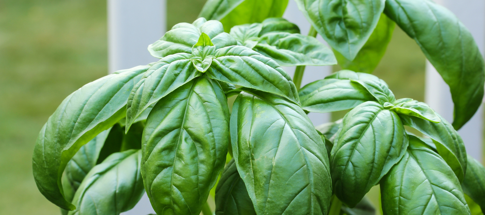 How to Grow Basil - The Diggers Club