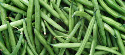 How to Grow Beans - The Diggers Club