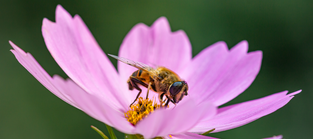 Looking after Bees in the Heat - The Diggers Club