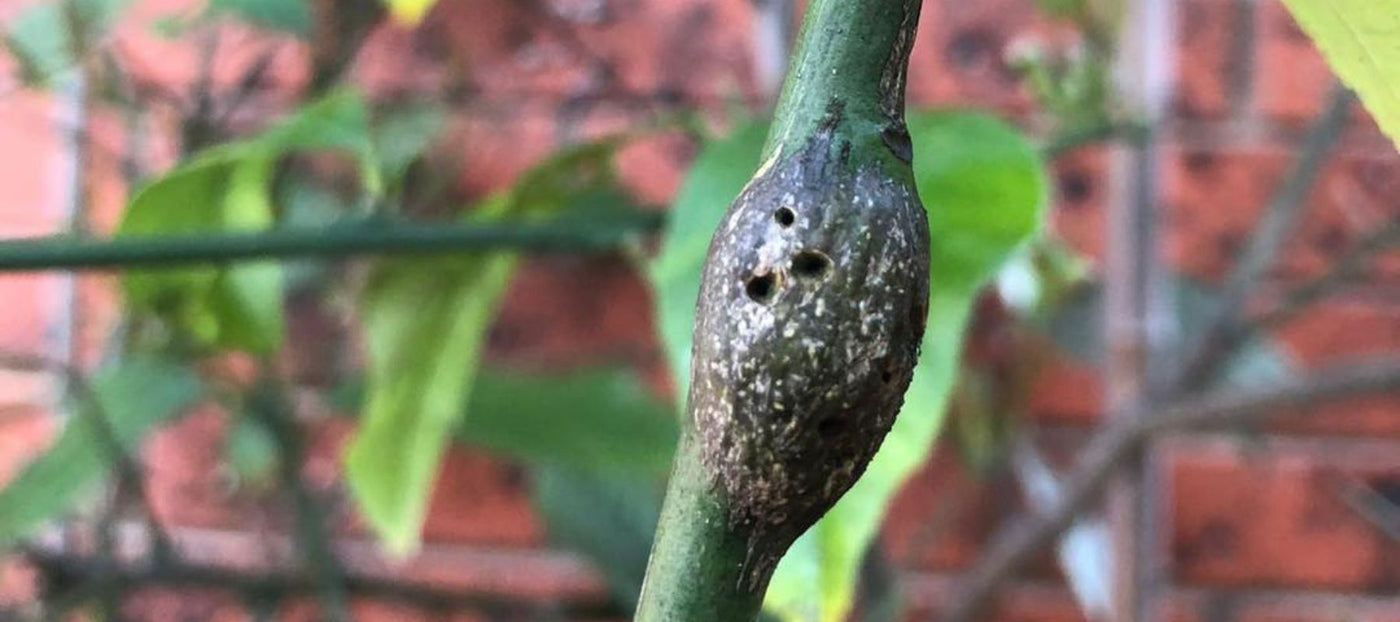 What is Citrus Gall Wasp? - The Diggers Club