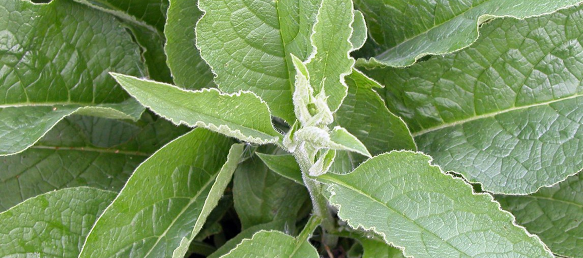 The benefits of comfrey - The Diggers Club