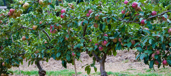 Fruit tree growing in the backyard - The Diggers Club
