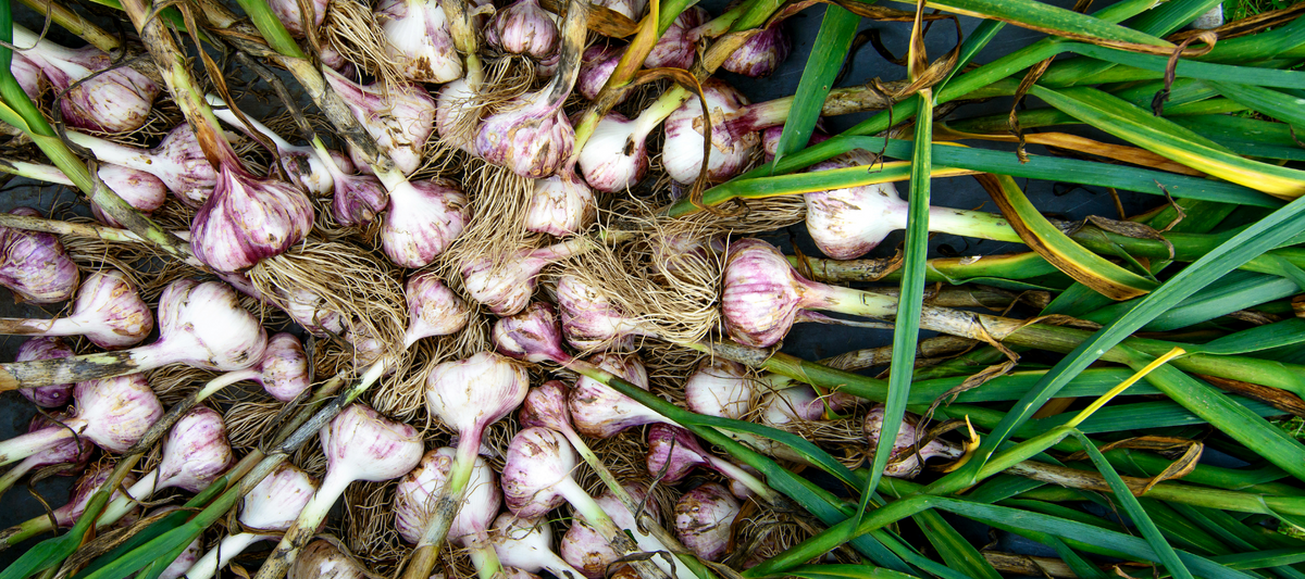 How to Grow Garlic - The Diggers Club