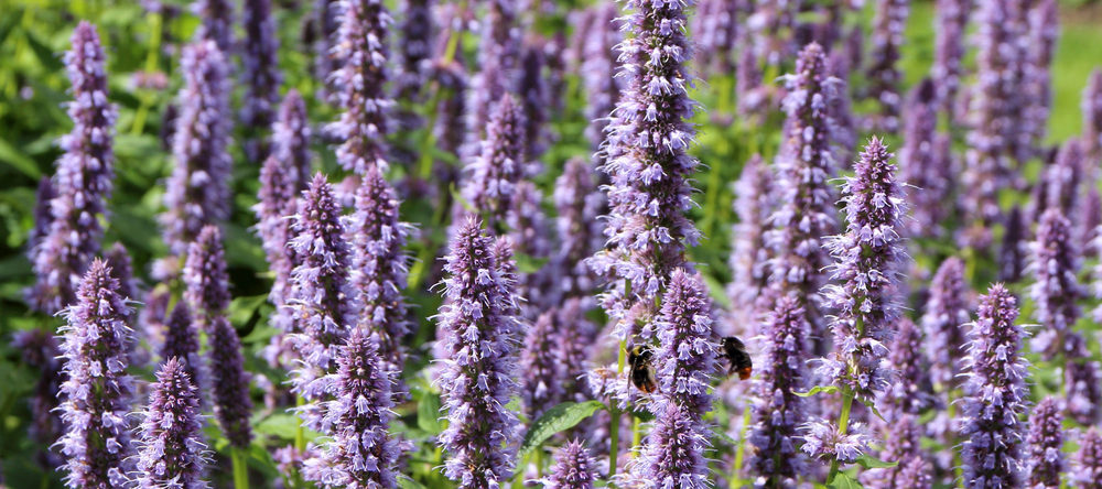 How to Grow Agastache - The Diggers Club