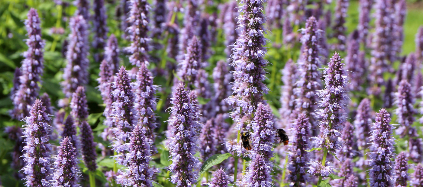 How to Grow Agastache - The Diggers Club